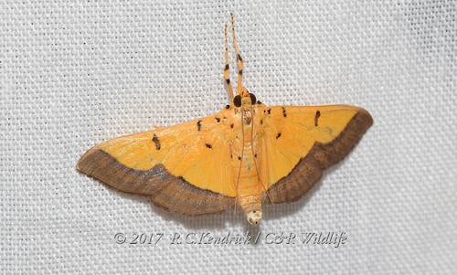 Genus Endocrossis · iNaturalist United Kingdom