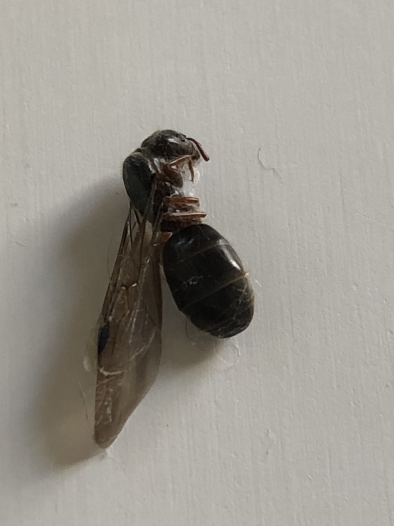 Western Velvety Tree Ant in April 2020 by laurelby. Found in spiderweb ...