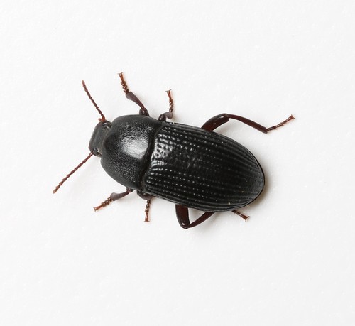 Colpotus sulcatus · iNaturalist