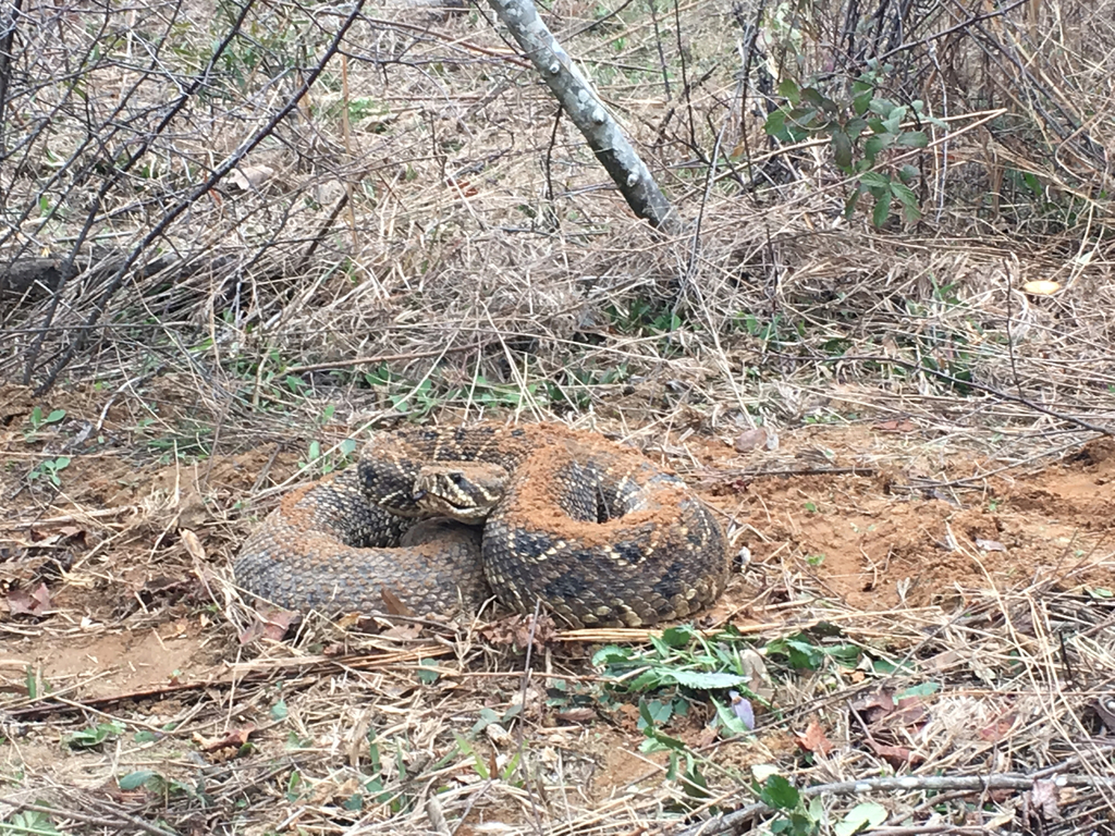 Eastern Diamondback Rattlesnake from 31801, Box Springs, GA, US on ...