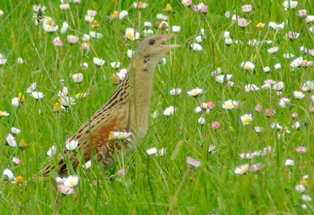 Corn Crake from Argyll and Bute Council, UK on June 01, 2014 by Frank ...