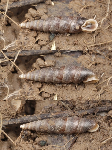 Genus Euphaedusa · iNaturalist