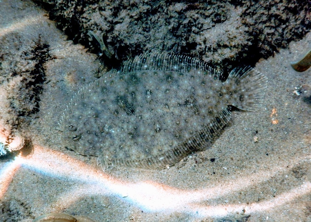 Largetooth Flounder from Palm Beach QLD 4221, Australia on April 13 ...