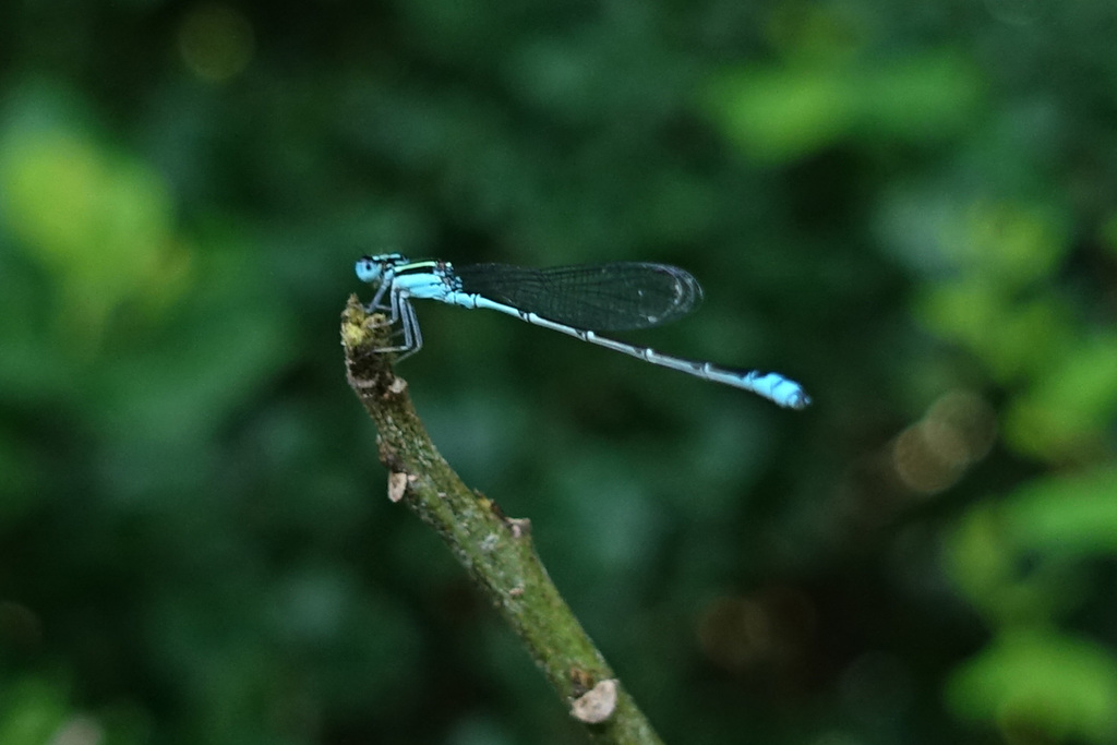 Malagasy Bluet from Bandraboua, Mayotte on February 3, 2018 at 03:23 PM ...