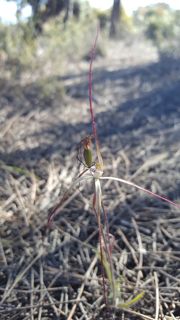 western wispy spider orchid from Kulin WA 6365, Australia on September ...