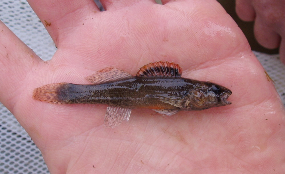 Sunburst Darter from Spavinaw Creek, Delaware County, Oklahoma on ...