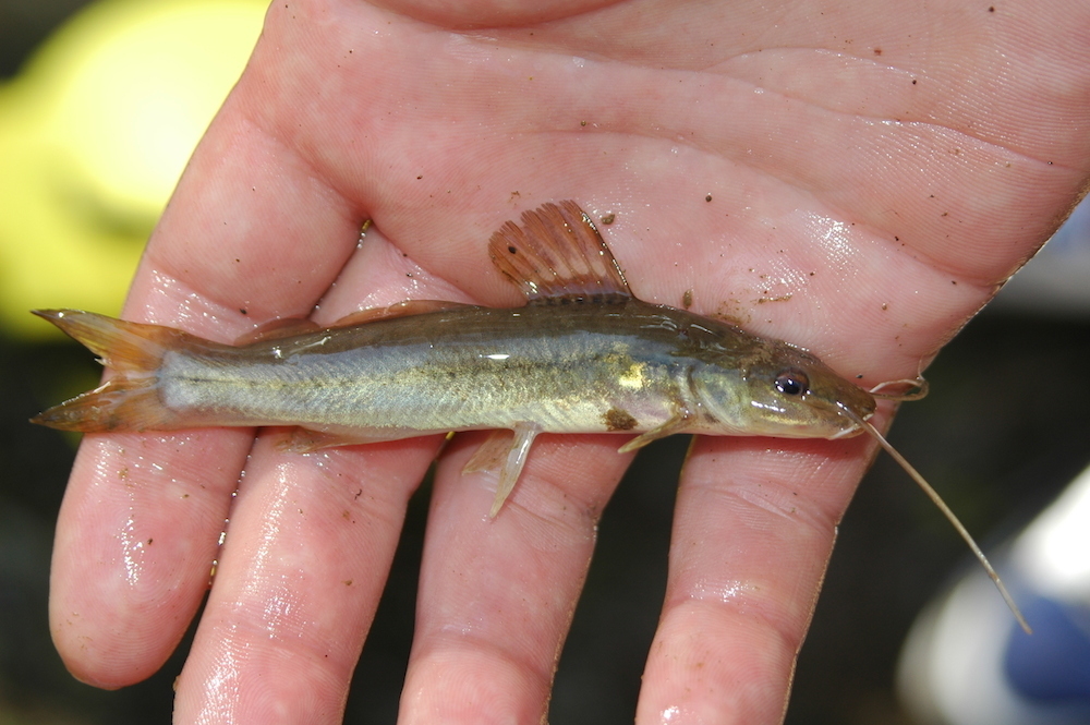 Rock Catfish from Creek near Paso El Limon, Veracruz, Mexico on January ...