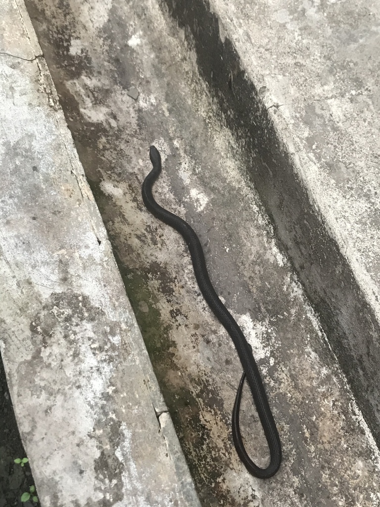 Southeast Asian Bockadam from Jalan Mulaut-Limau Manis, Pangkalan Batu ...