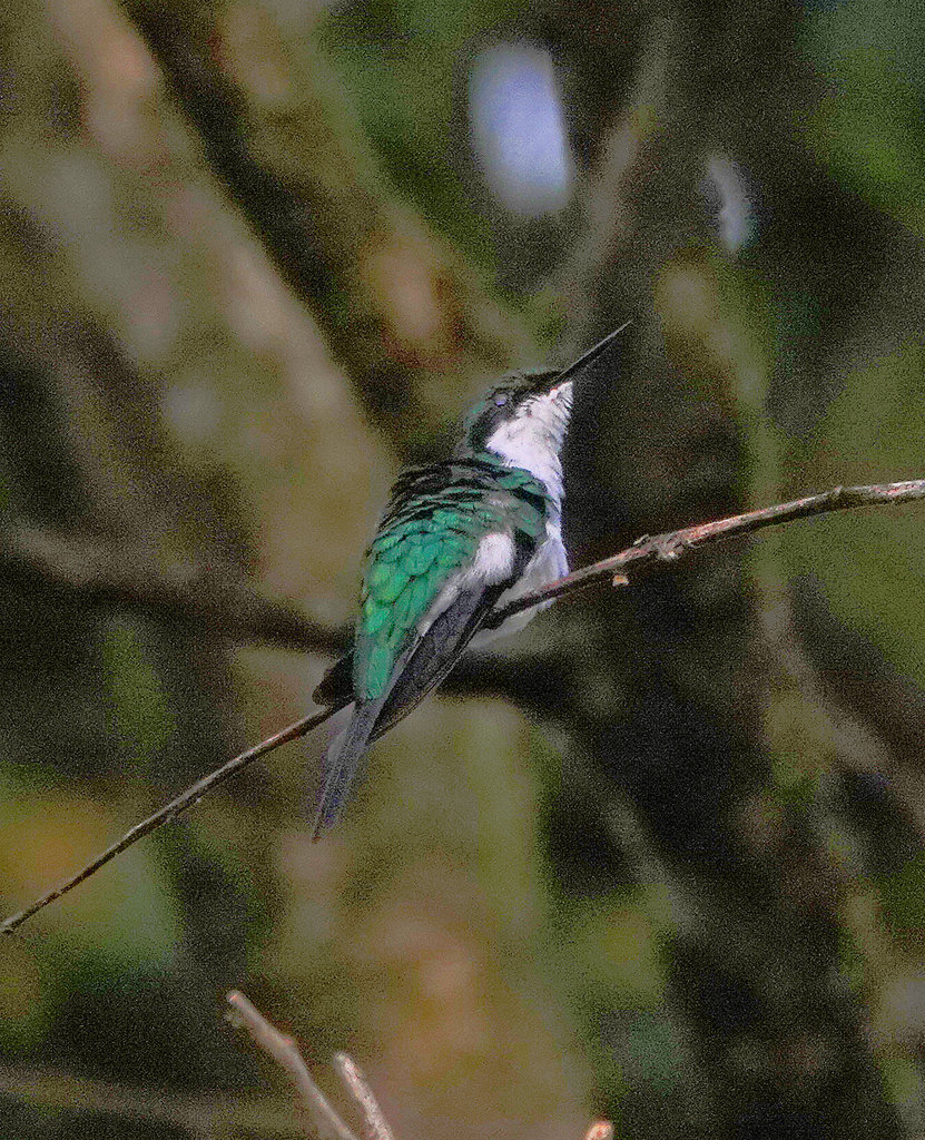 Purple Crowned Fairy Hummingbird