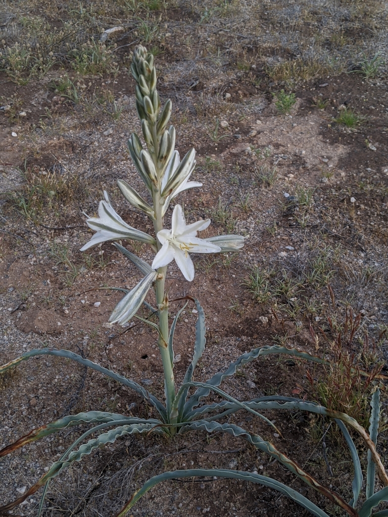 desert lily from Maricopa County, AZ, USA on March 19, 2020 at 06:47 PM ...