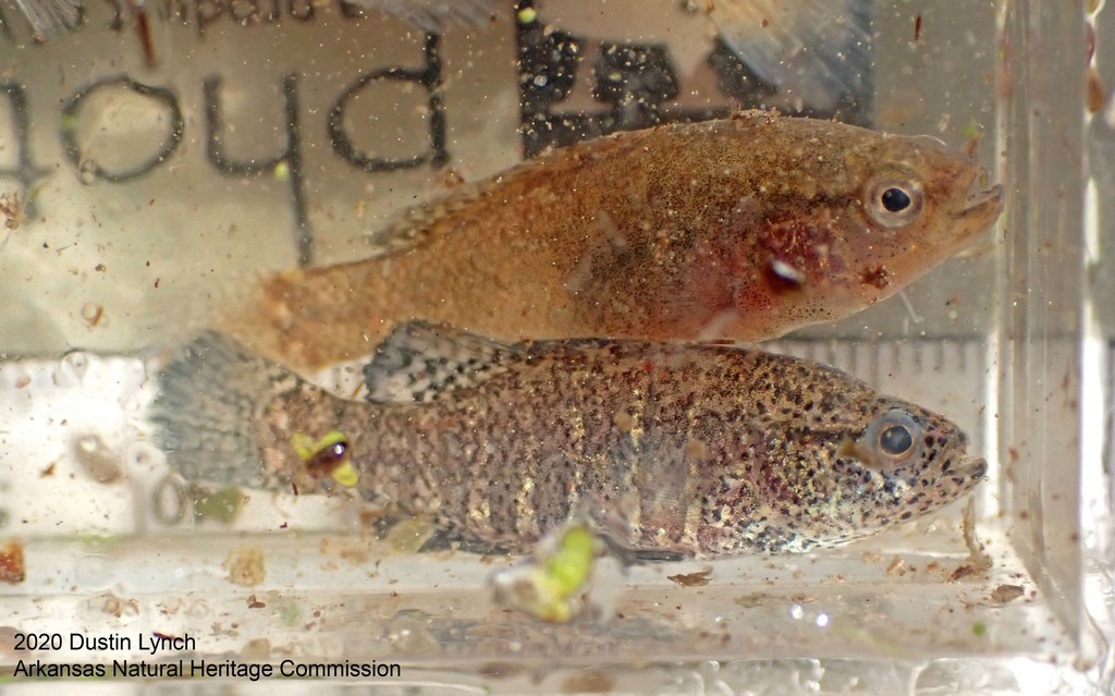 Banded Pygmy Sunfish from Taylor Woodlands Natural Area, Jefferson Co ...