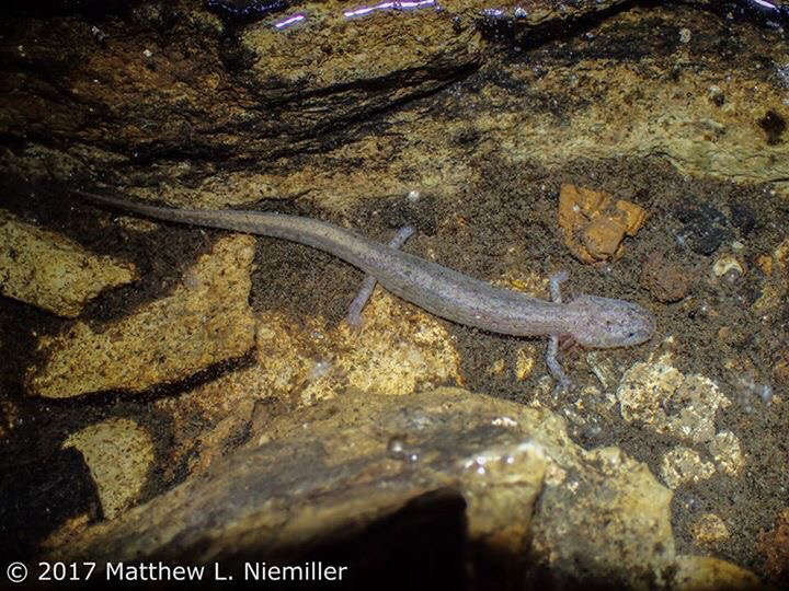 Western Grotto Salamander in March 2017 by Matthew L. Niemiller ...