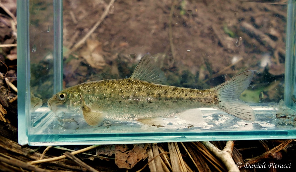 Horse Barbel in May 2018 by Daniele Pieracci · iNaturalist