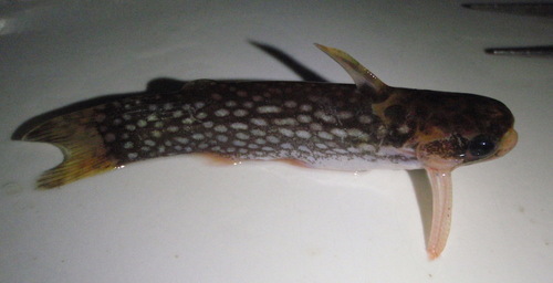 Tatia Catfishes (Genus Tatia) · iNaturalist