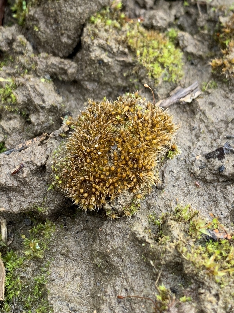 Cuspidate Earth Moss in April 2020 by Tristan Knight. On clayey soil ...