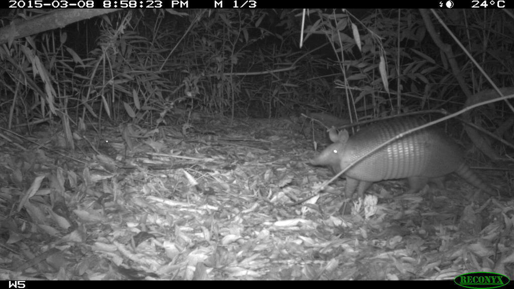 Nine-banded Armadillo from Paraguarí Department, Paraguay on March 8 ...