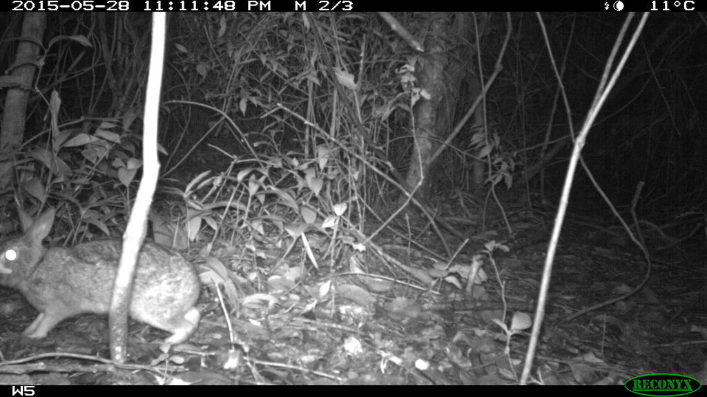 Common Tapeti from Paraguarí Department, Paraguay on May 28, 2015 at 11 ...