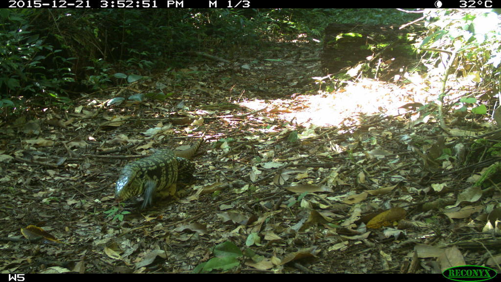 Argentine Black-and-white Tegu from Paraguarí Department, Paraguay on ...