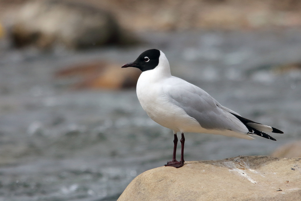 Andean Gull from Huaraz, Perú on August 24, 2013 at 03:33 PM by Carlos ...