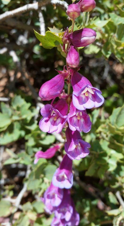 Penstemon × jonesii from Zion National Park on May 23, 2016 by David ...