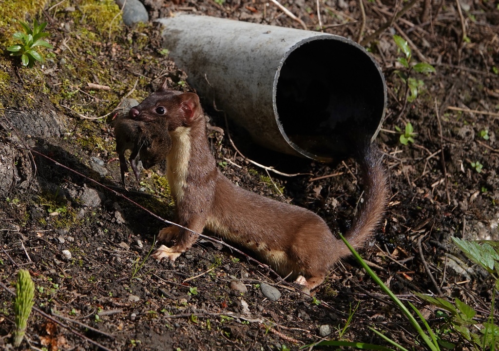 Long-tailed Weasel from 173rd St SW, Edmonds, WA, US on April 13, 2020 ...