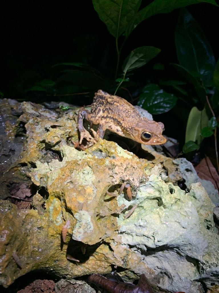 Puerto Rican Crested Toad in December 2019 by Derick G. Gil Hernández ...
