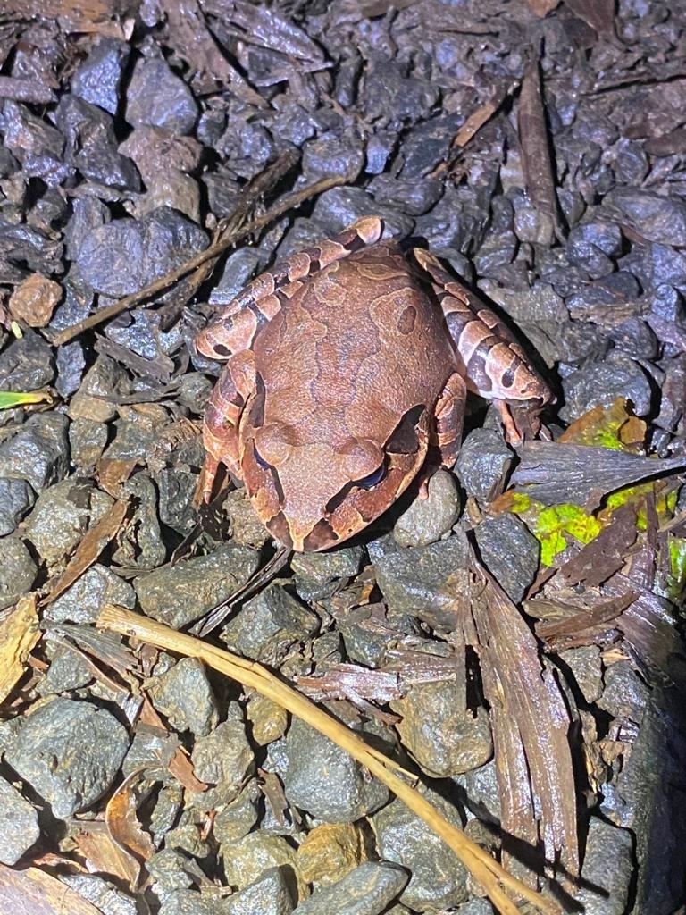 Northern Barred Frog from Barron Gorge National Park, Lamb Range, QLD ...
