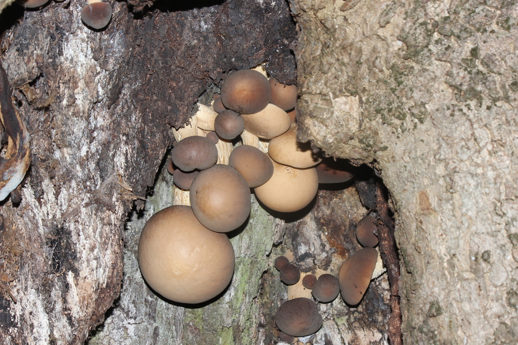 Cyclocybe aegerita from Molco on May 20, 2017 at 12:58 PM by Michael ...