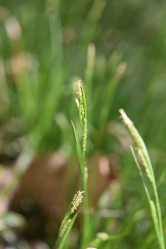 Carex genkaiensis · iNaturalist