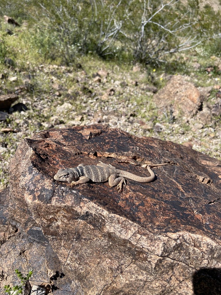 Desert Collared Lizard from Lake Mead National Recreation Area ...