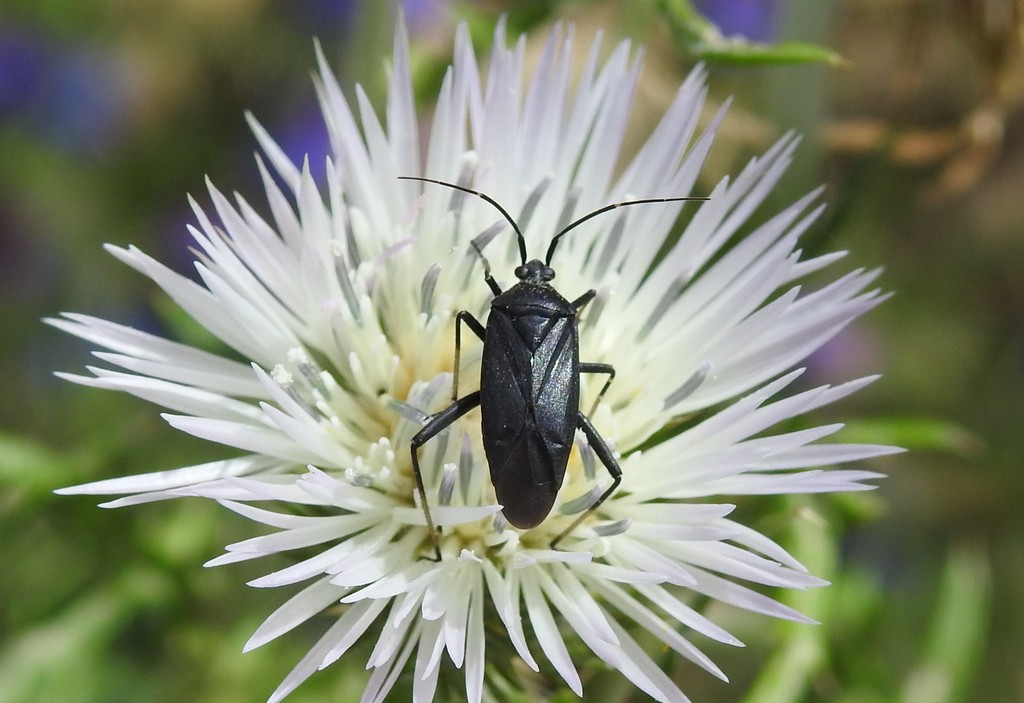 Calocoris nemoralis from Provincia di Caltanissetta, Italia on April 27 ...