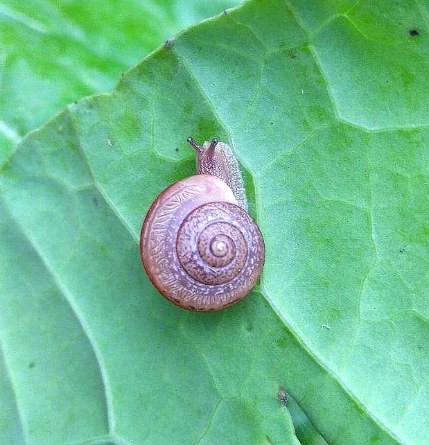 Asian Tramp Snail from Santa Maria de Jetibá, BR-ES, BR on April 14 ...