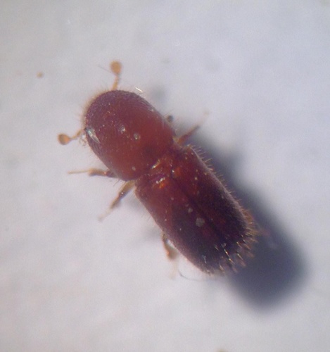 Island Pinhole Borer (Xyleborus perforans) · iNaturalist