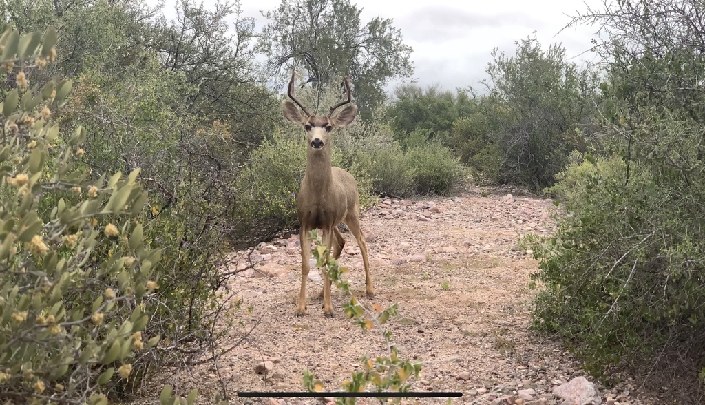 Tiburon Island Mule Deer (Odocoileus hemionus sheldoni) - Know Your Mammals