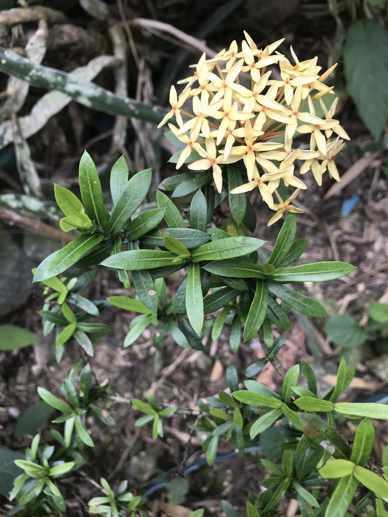 Jungle flame from Puerto Rico, Mayagüez, PR, US on April 14, 2020 at 12 ...