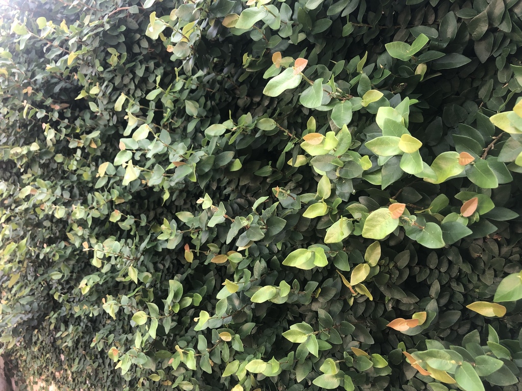 Climbing fig from Puerto Rico, Comerío, PR, US on April 11, 2020 at 05: ...