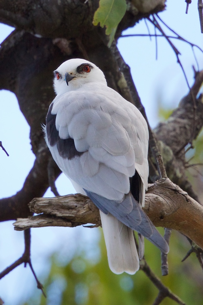 Black-shouldered Kite (Elanus axillaris) - Avian Discovery