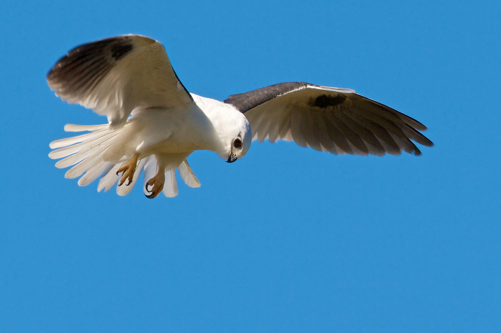 Black-shouldered Kite (Elanus axillaris) - Avian Discovery
