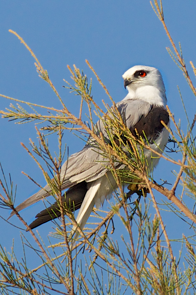 Black-shouldered Kite (Elanus axillaris) - Avian Discovery
