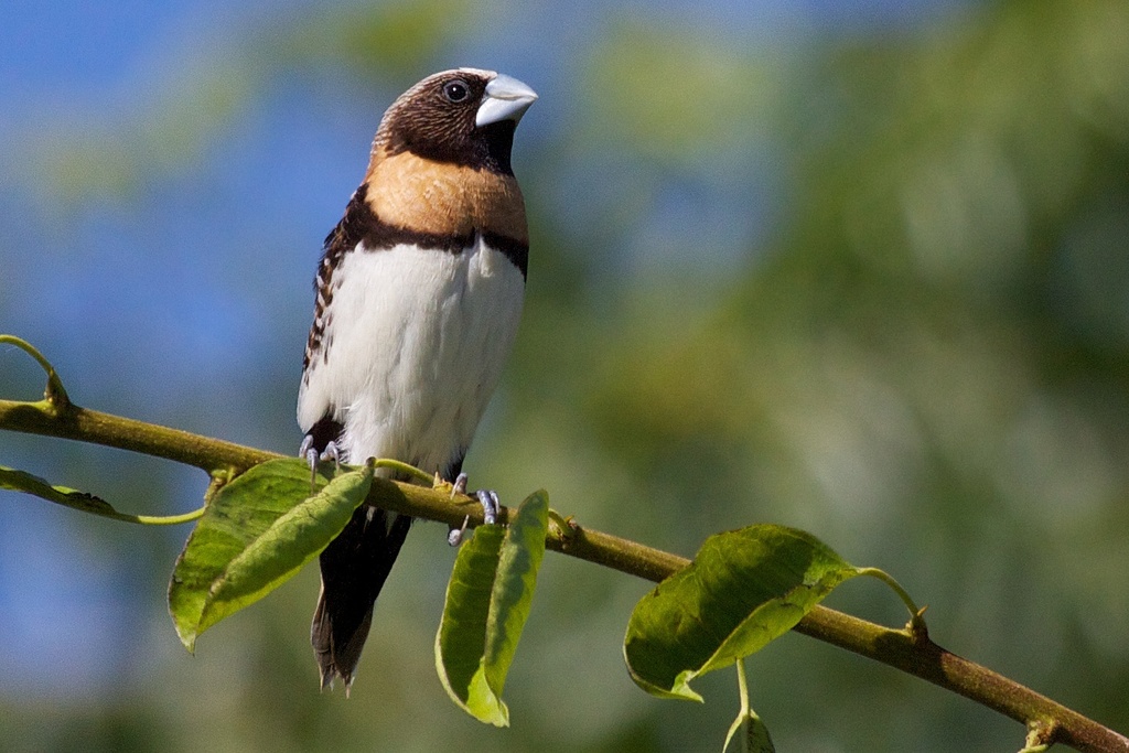 Chestnut-breasted Munia (Lonchura castaneothorax) - Avian Discovery