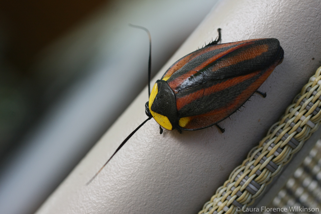 Paratropes biolleyi from Guanacaste Province, Costa Rica on December 21 ...