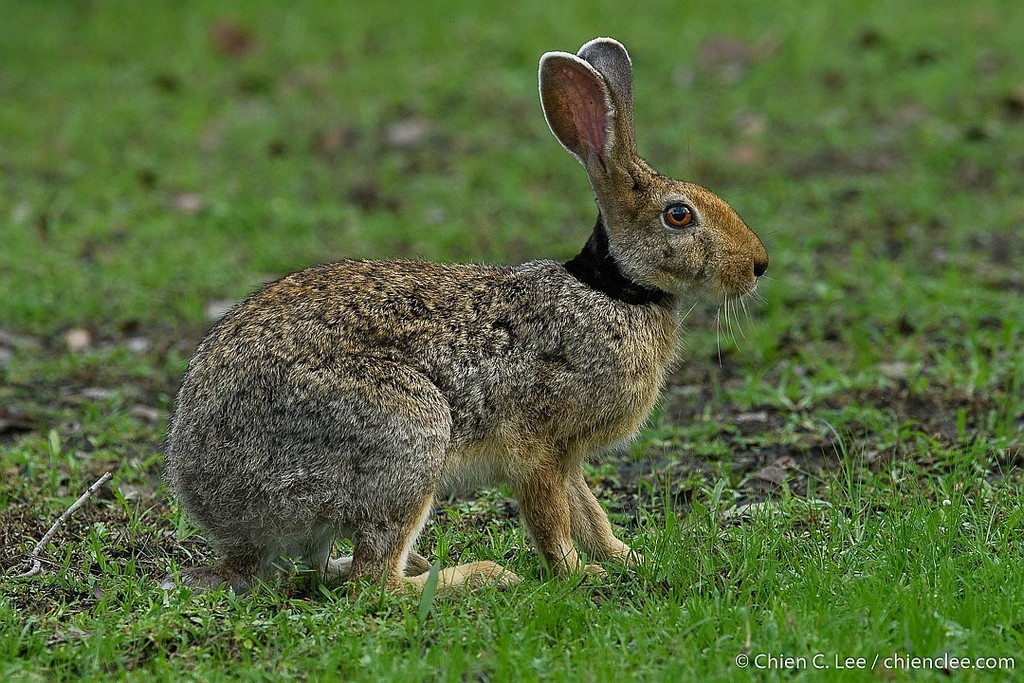 Indian Hare from Buttala, Yala (Ruhuna), Moneragala, Sri Lanka on ...