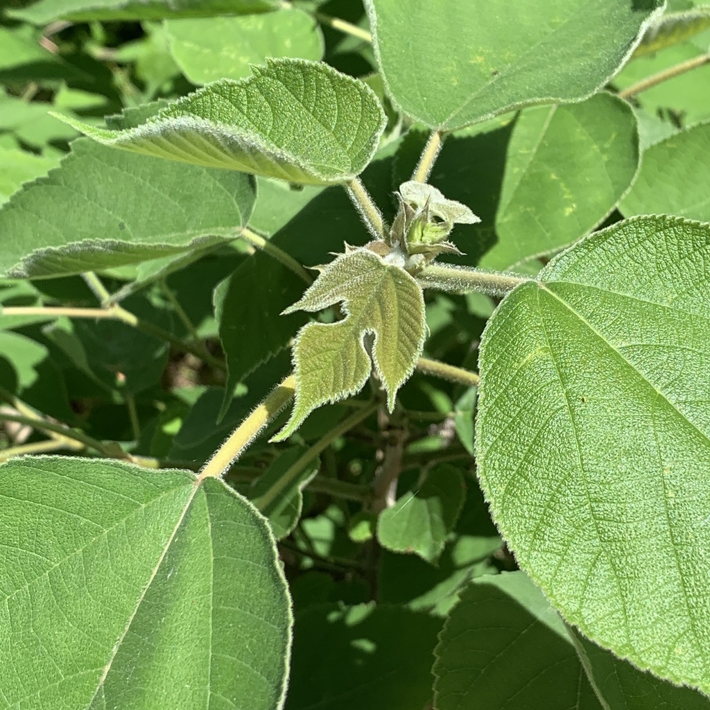 Paper mulberry from City Club Dr, Columbia, SC, US on April 14, 2020 at ...