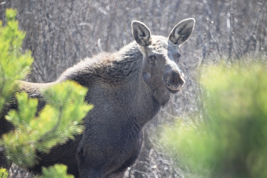 Moose from Угловский р-н, Алтайский край, Россия on April 14, 2020 at ...