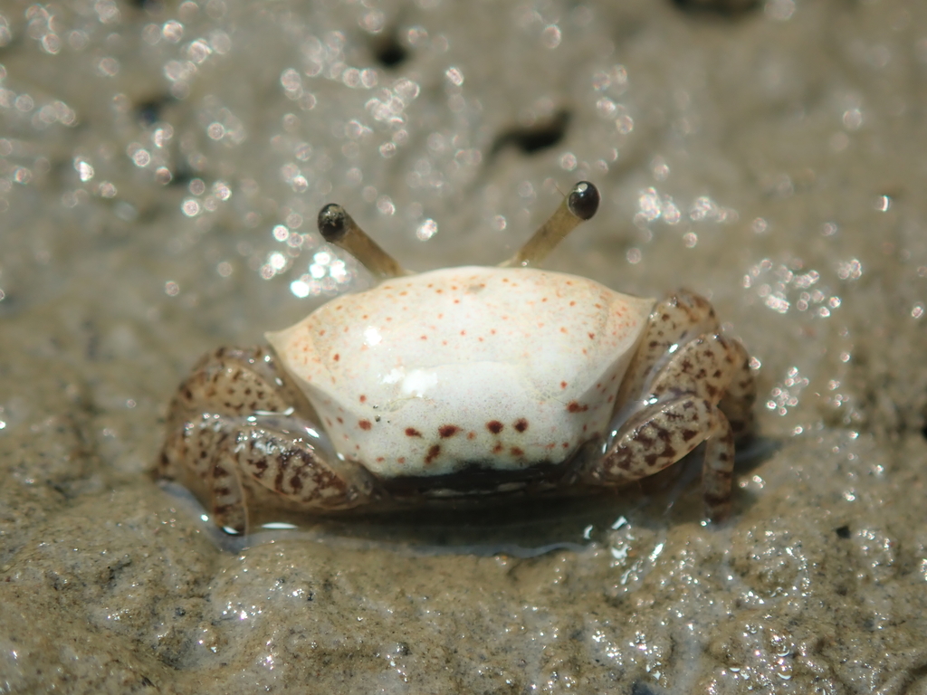 Triangular Fiddler Crab from Kenting, Kenting, Pingtung, Taiwan, Taiwan ...