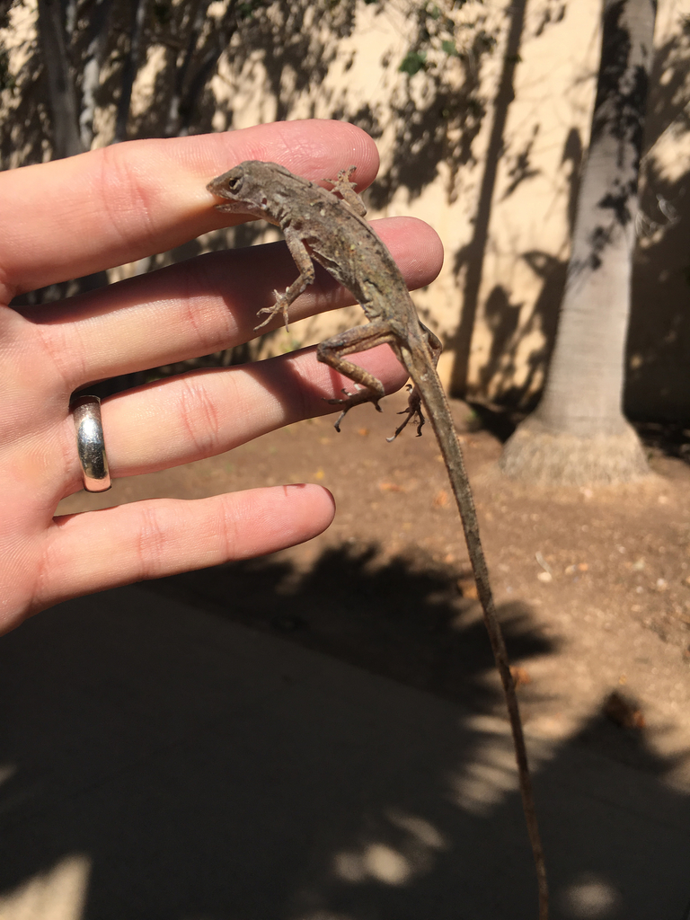 Brown Anole from Balboa Park, San Diego, CA, US on March 24, 2017 at 03 ...