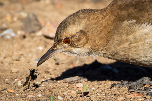 Hornero (Biodiversidad de las Facultades de Agronomía y Veterinaria ...