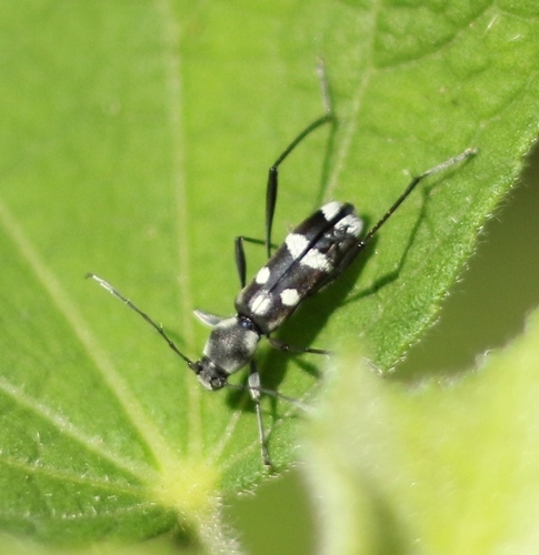 Demonax divisus · iNaturalist