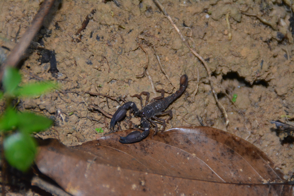 Chaerilus from Endau-Rompin Peta National Park, Johor, Malaysia on July ...