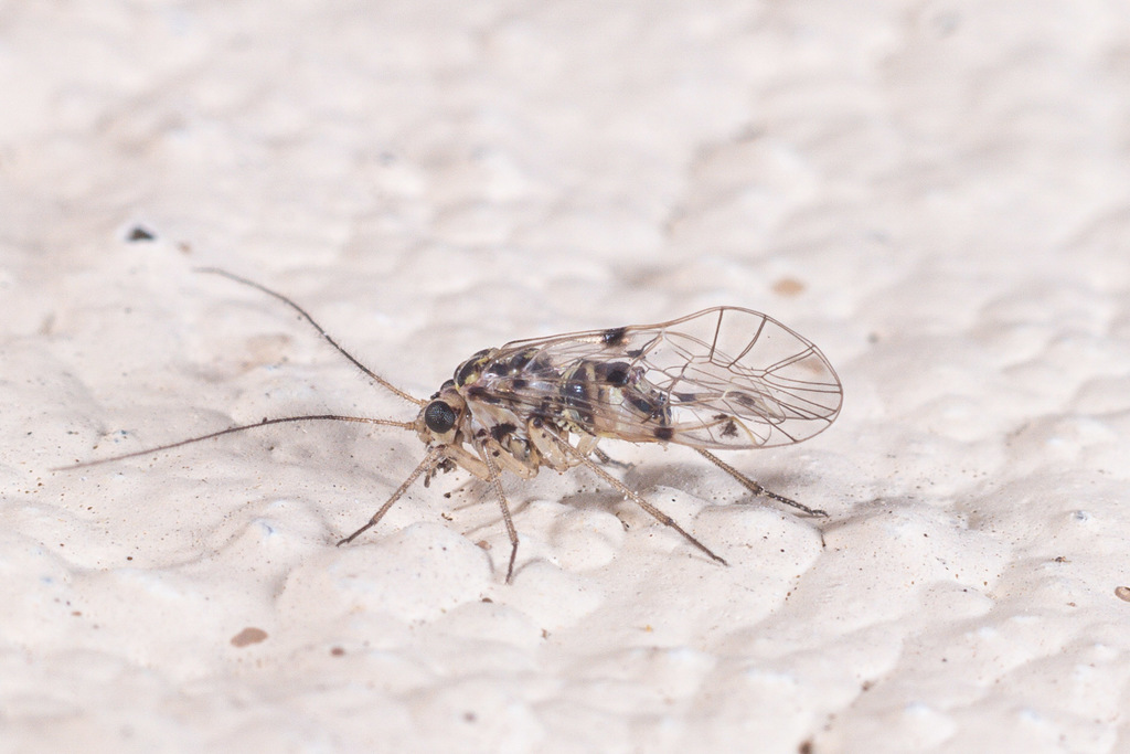 Psocomorpha from Alamo, TX, USA on April 13, 2020 at 11:12 AM by DinGo ...